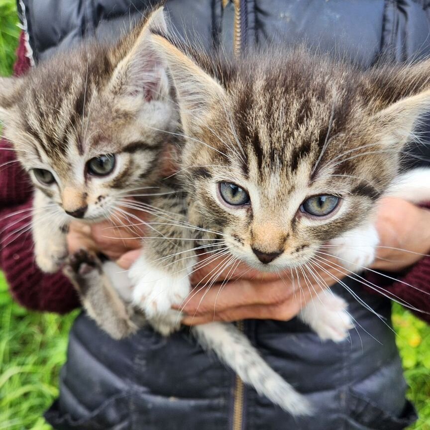 Котята 1 месяц