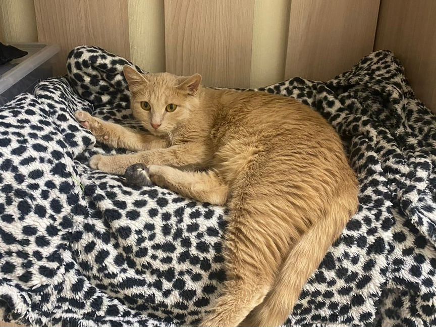 Котик в добрые руки