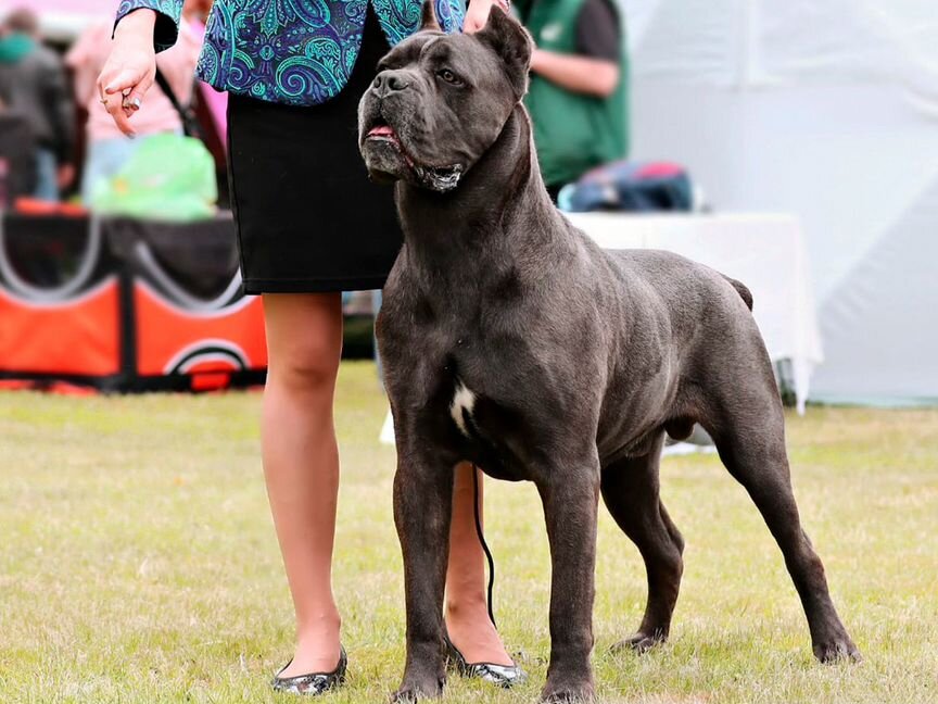 Кане Корсо кобель вязка
