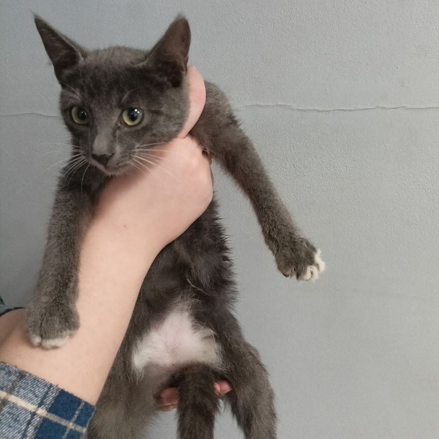 Котёнок ласковый в добрые руки