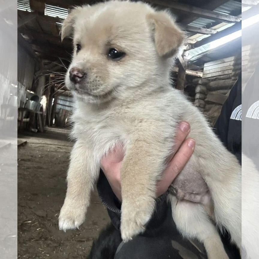 Щенок в добрые руки