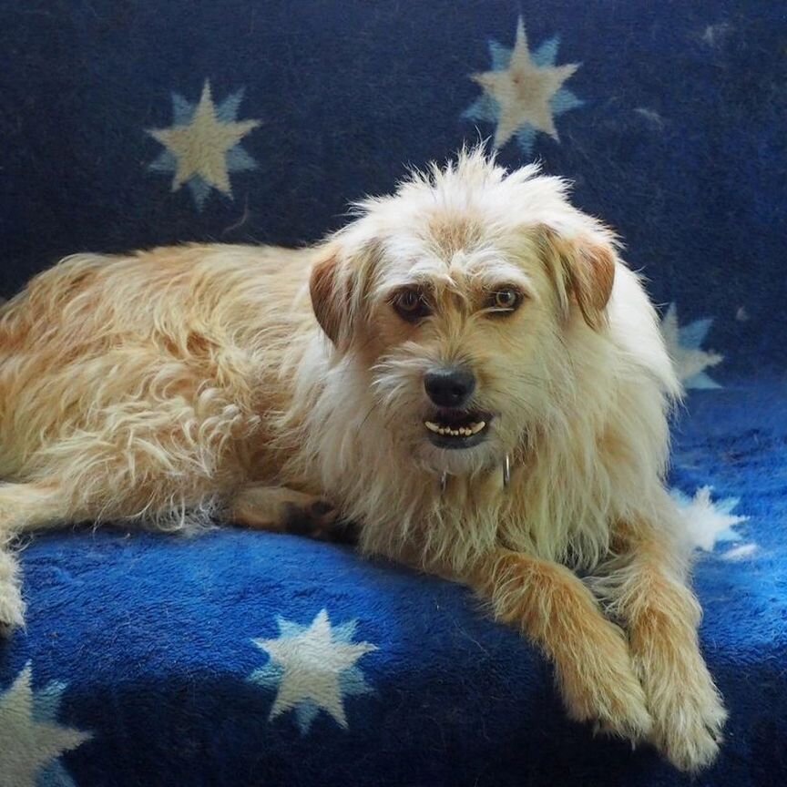 Не замечают прекрасную собаку