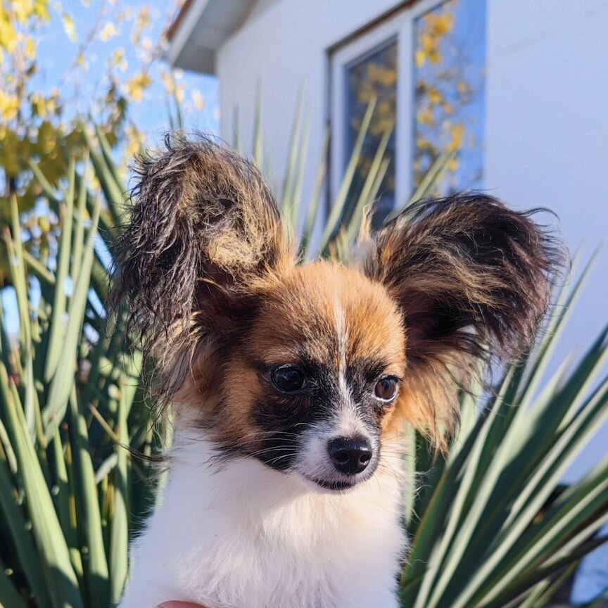 Щенки папийона