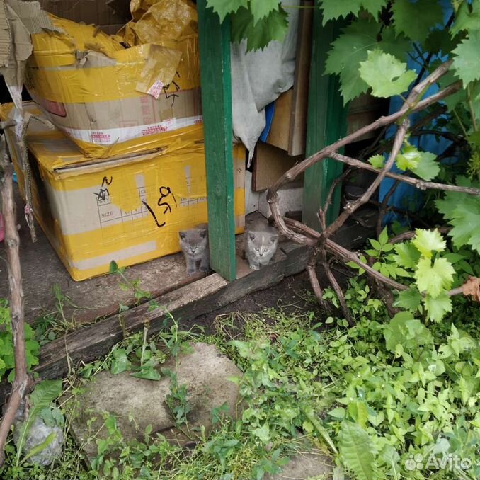 Отдам подарю бесплатно