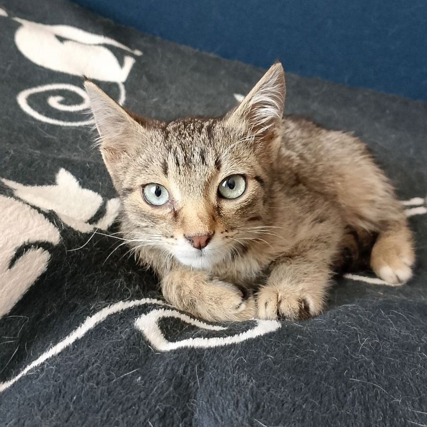 Котёнок в добрые руки