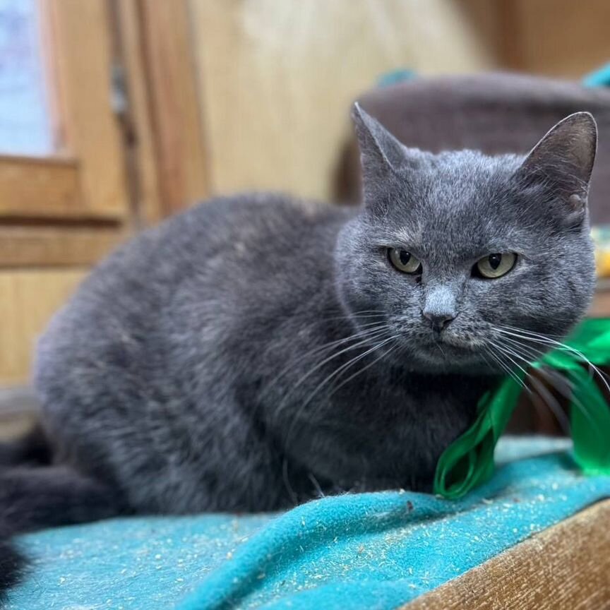 Британская короткошёрстная, взрослая кошка