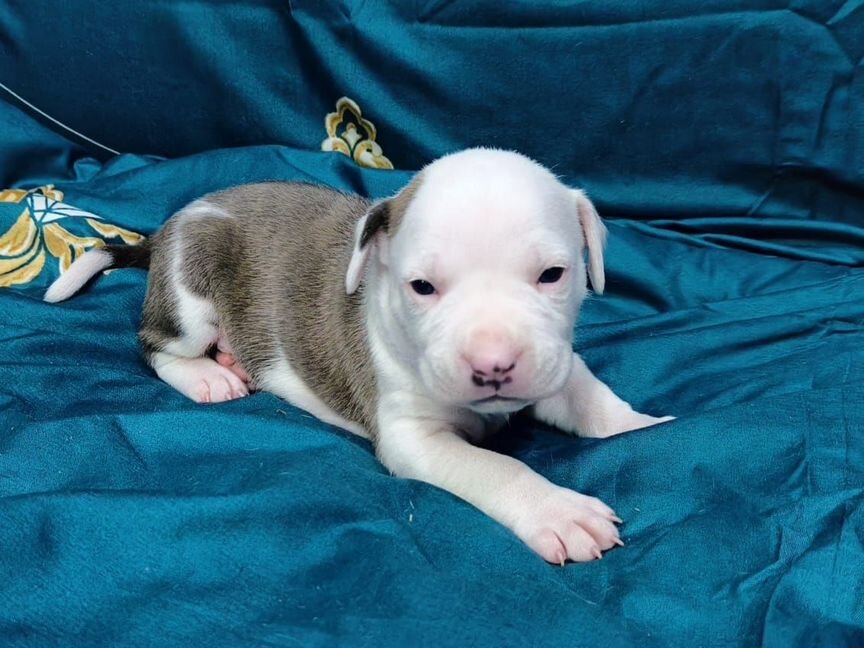 Стаффордширский терьер щенки