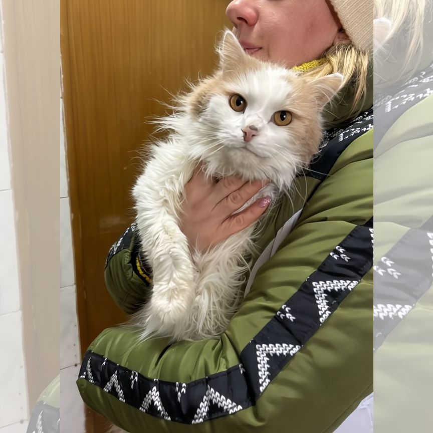 Взрослая, Девочка кошка в добрые руки