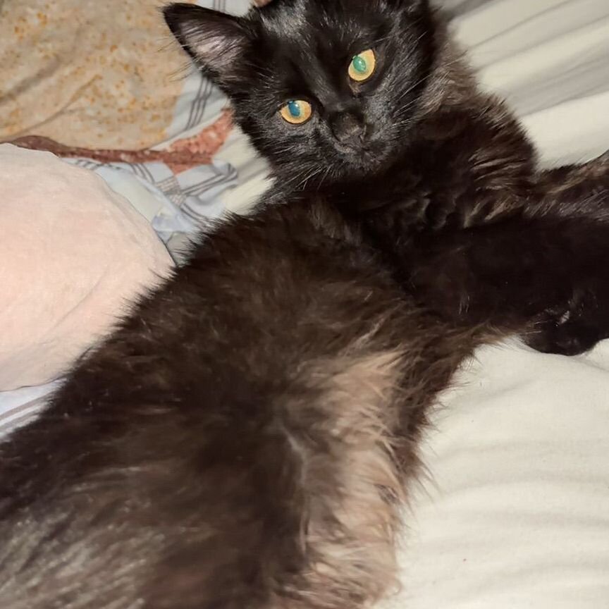 Кот
