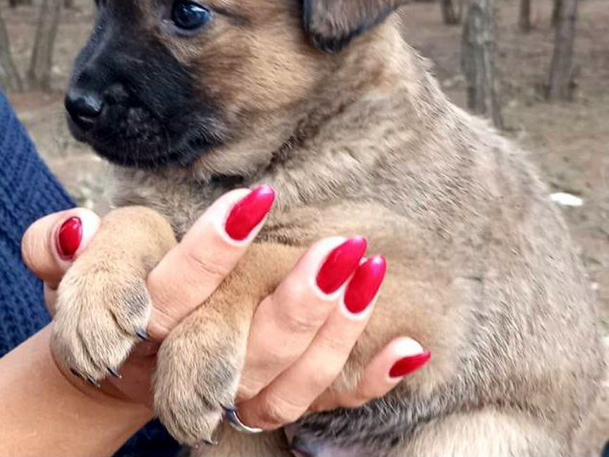 Собака в добрые руки щенок