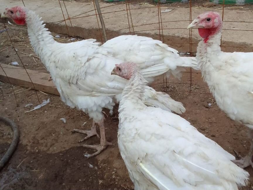 Индюки подращенные 5-6 кг