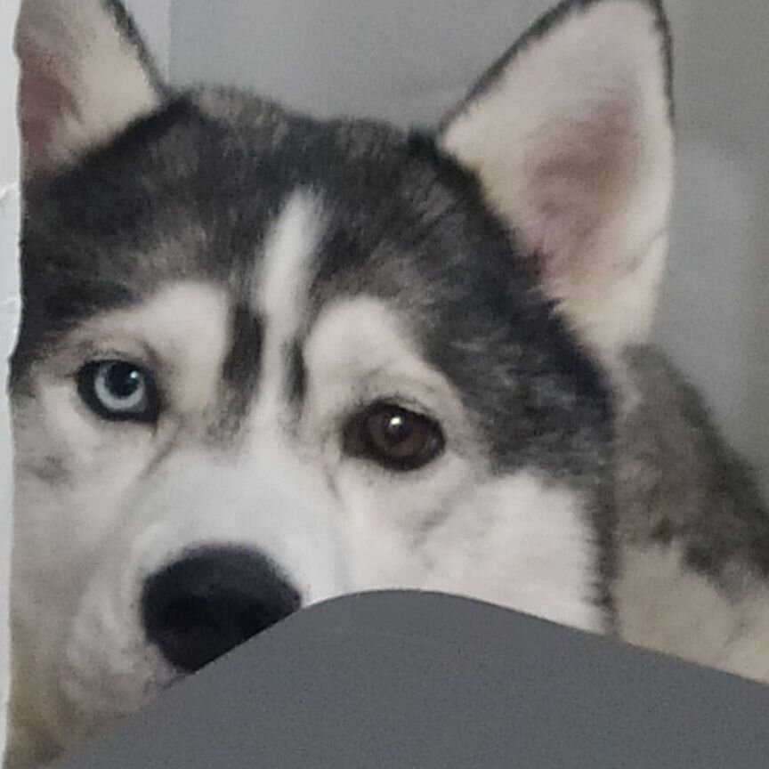 Сибирский хаски, взрослый пёс