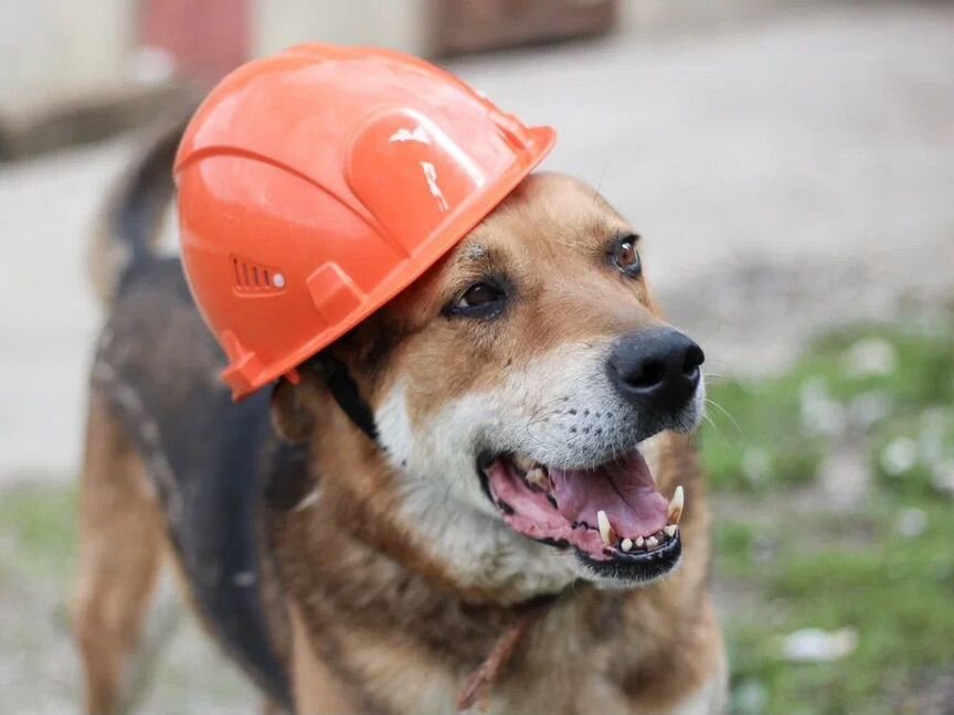 Самый добрый и ласковый пес Кабанчик