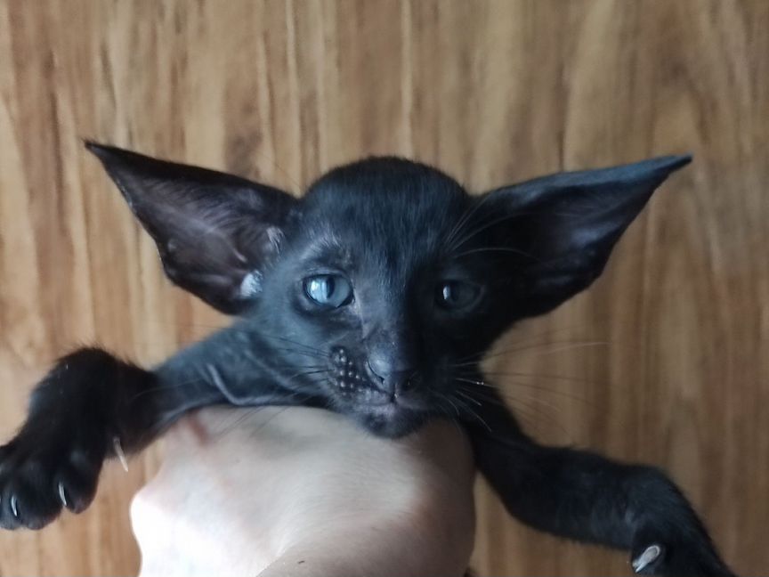 Чёрный красавчик папа экстрим