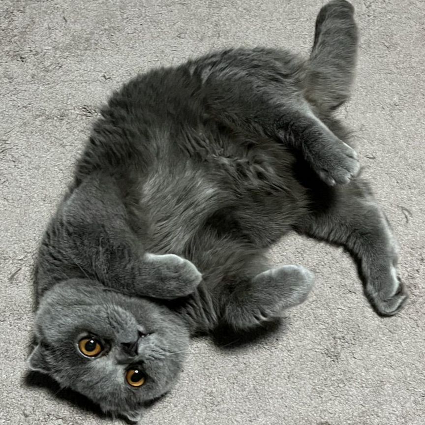 Шотландская вислоухая кошечка