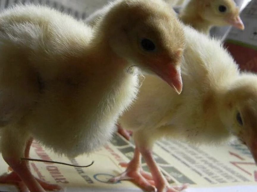 Индюшата Биг 6 Словакия