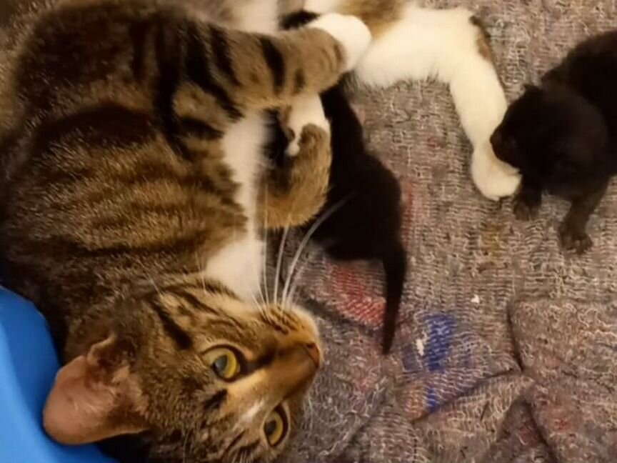 Кошка
