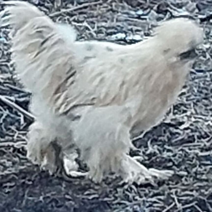 Петух китайский шелковый