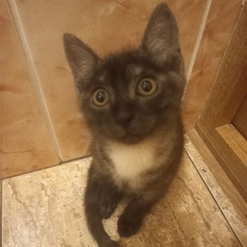 Котёнок в добрые руки
