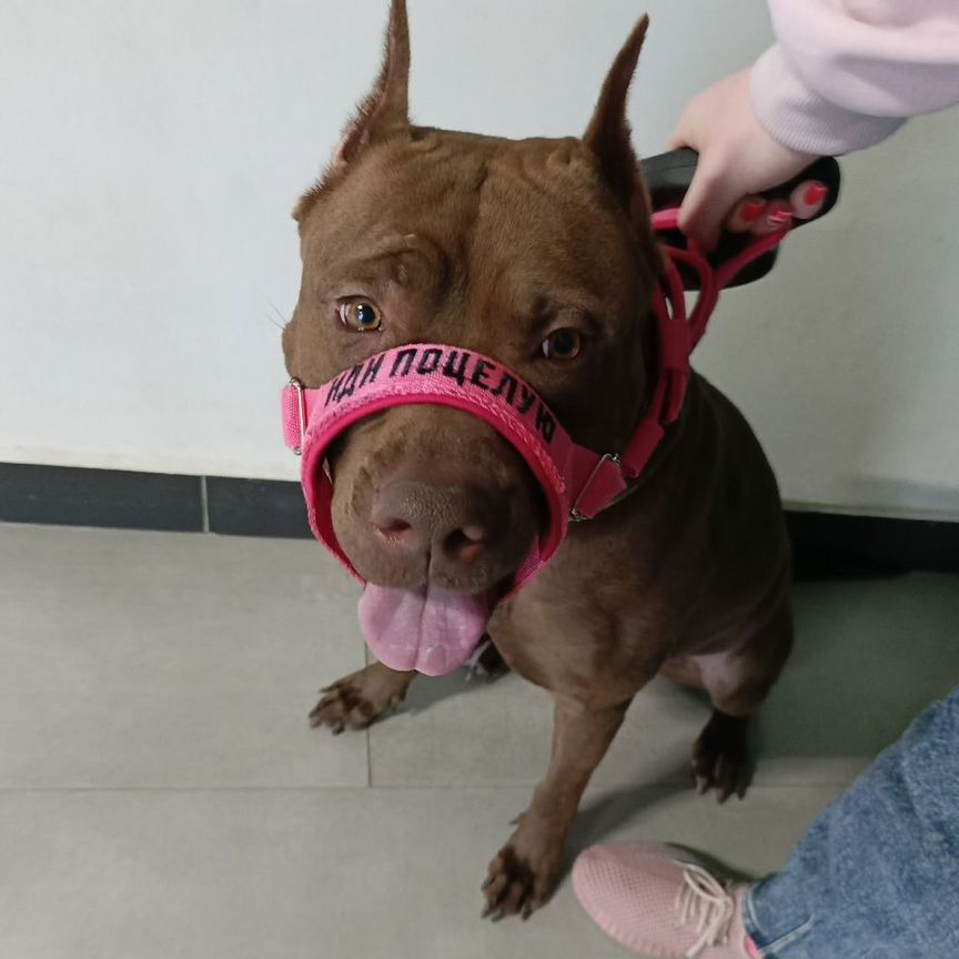 Прайтер, взрослая собака