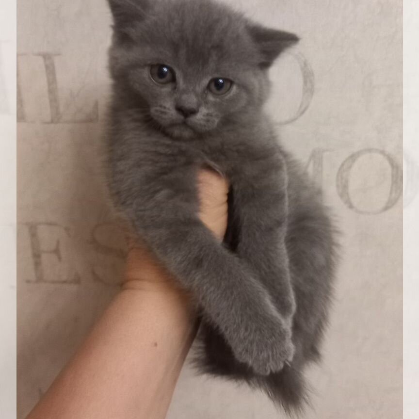 Шотландский вислоухий длинношёрстный котёнок