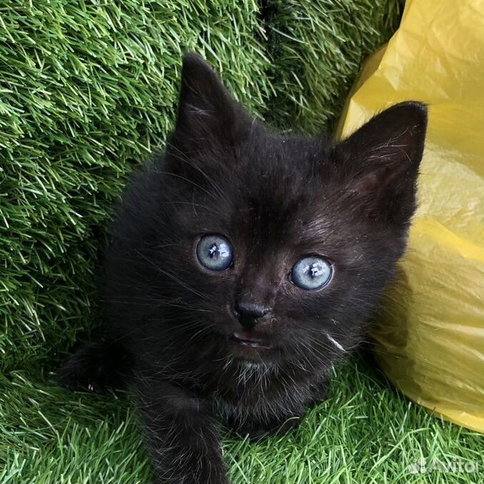 Черный Котенок с ладошку в дар ищет дом бесплатно