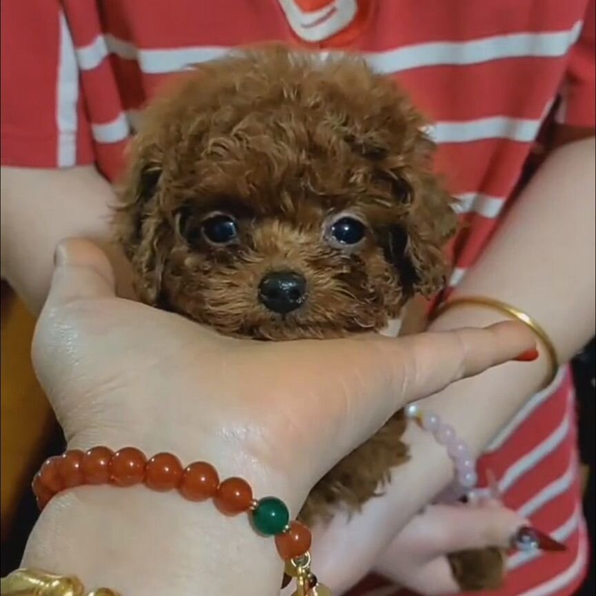 Тедди Пудель