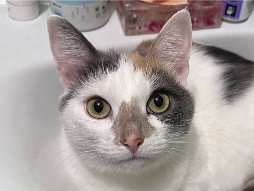 Бывшедомашняя кошечка ищет семью