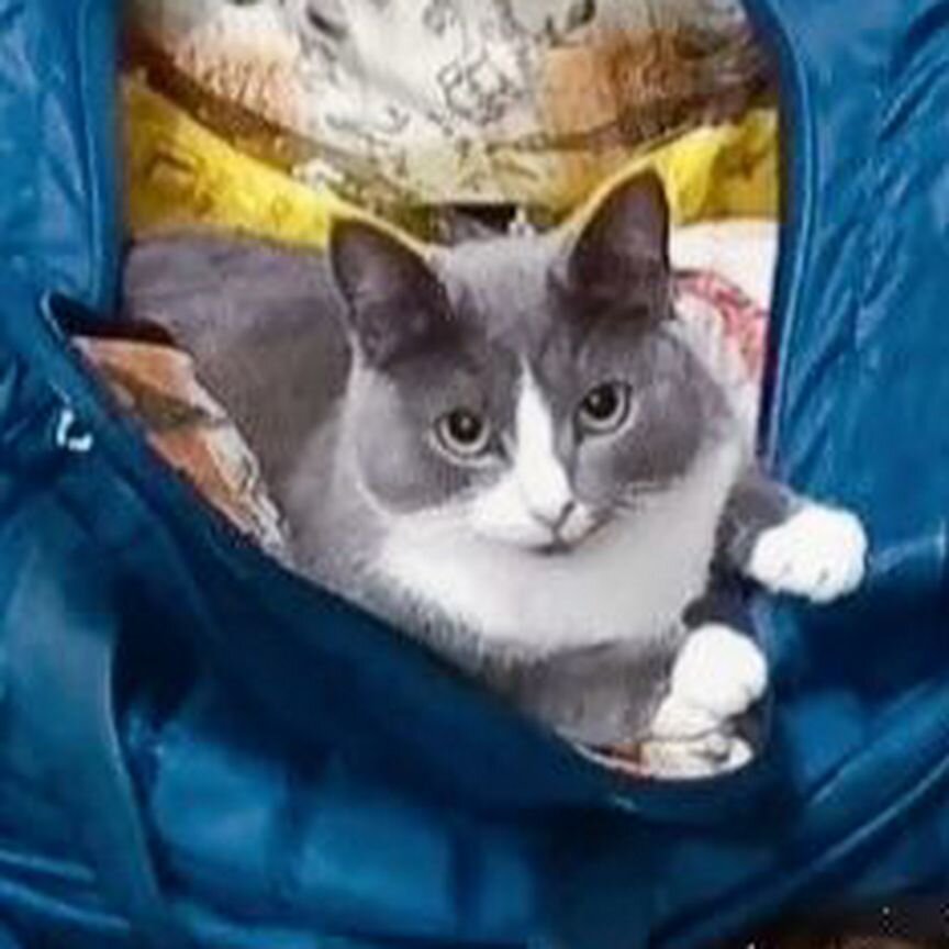 Кошка Холли с белыми лапками, бесплатно