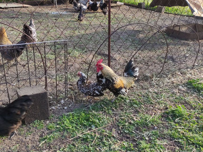 Петухи бентамки