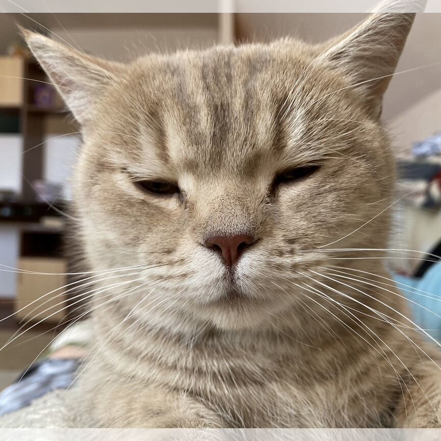 Британский короткошёрстный котёнок