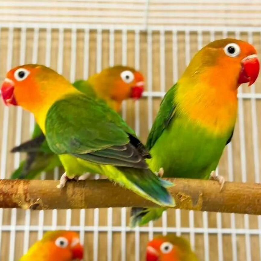 Попугай неразлучники
