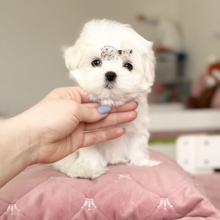 Мальтезе щенок