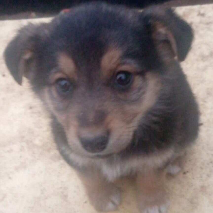 Замерзают щенки