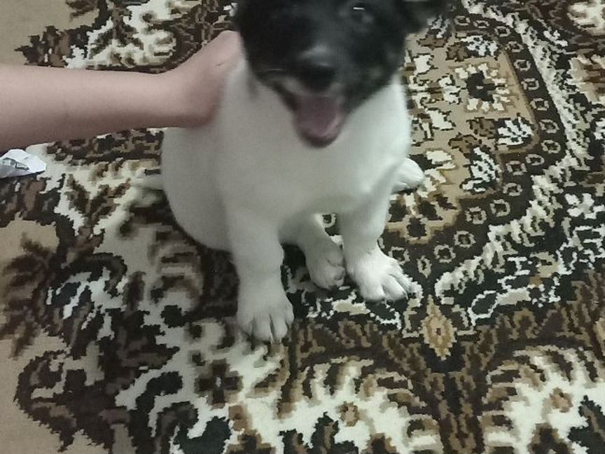 Собака в добрые руки щенок