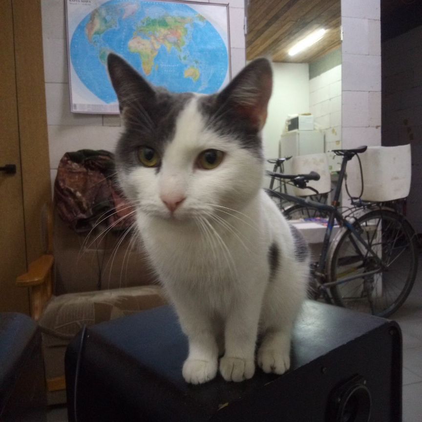 Молоденькая толстенькая кошечка