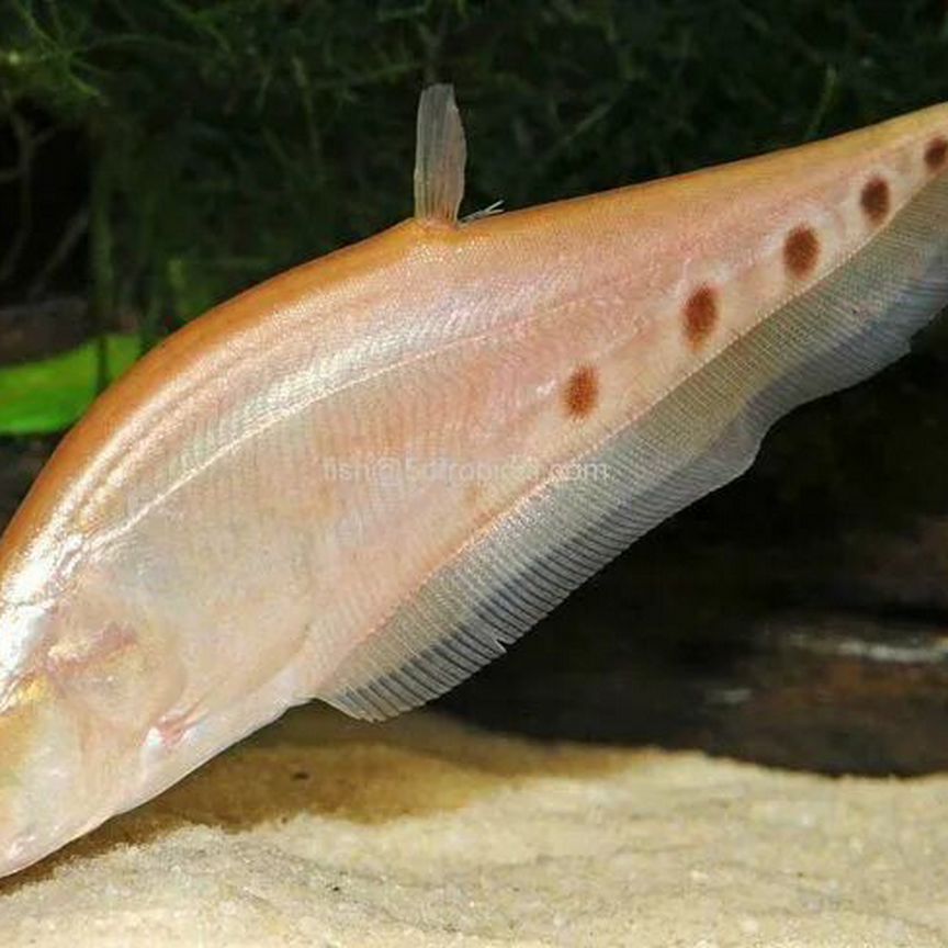 Индийский нож(золотой)