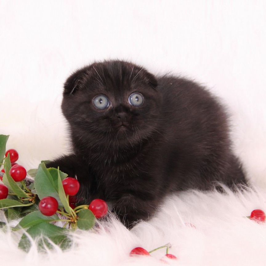 Вислоухие котята
