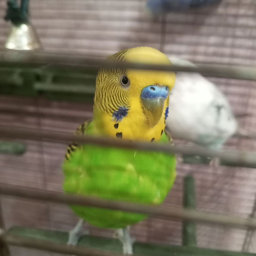 Волнистый попугай