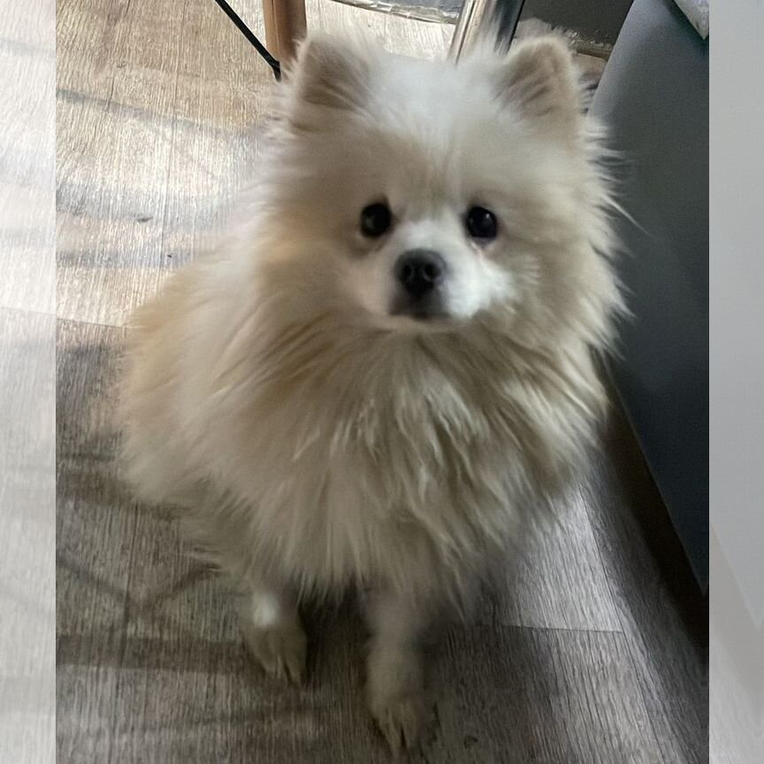 Померанский шпиц, взрослая собака