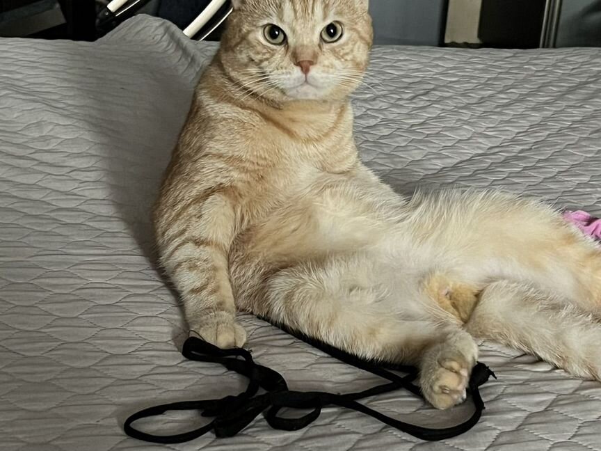 Шотландский кот