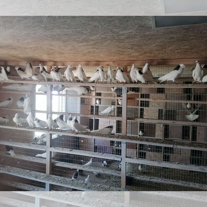 Голуби пермские гривуны