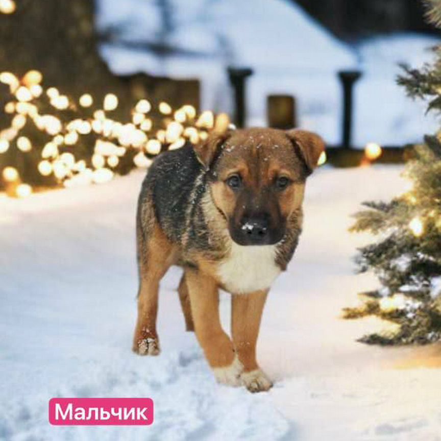 Щеночек ищет дом