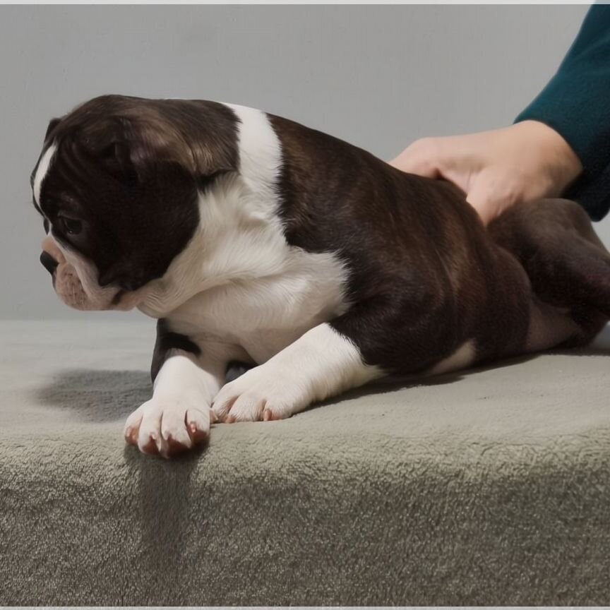 Бостон-терьер, щенок