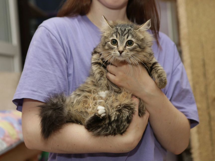 Котенок Тея в добрые ручки