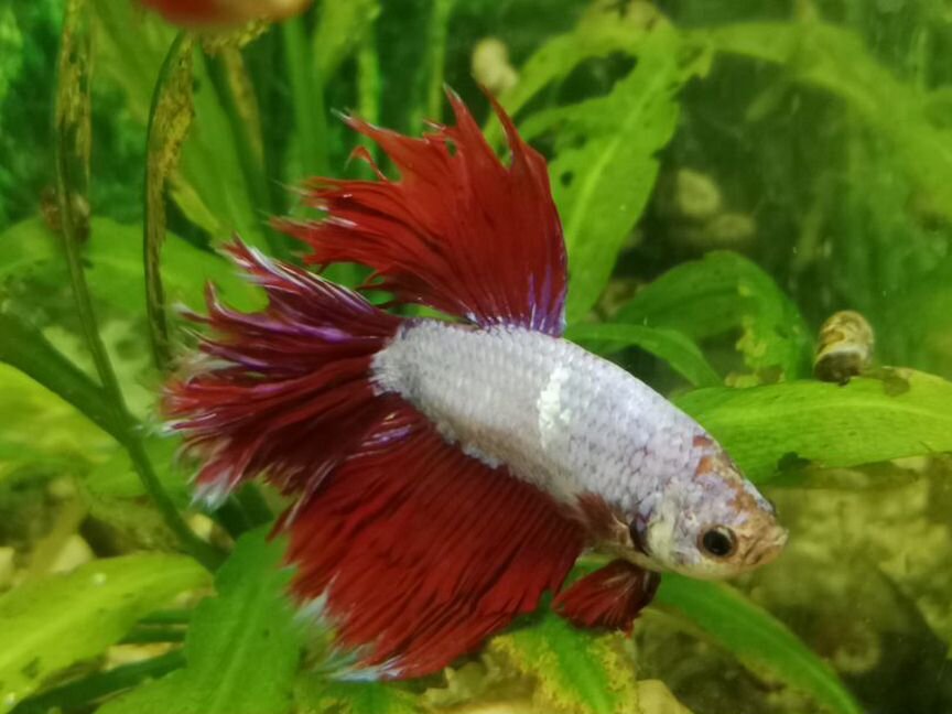 Рыбка петушок