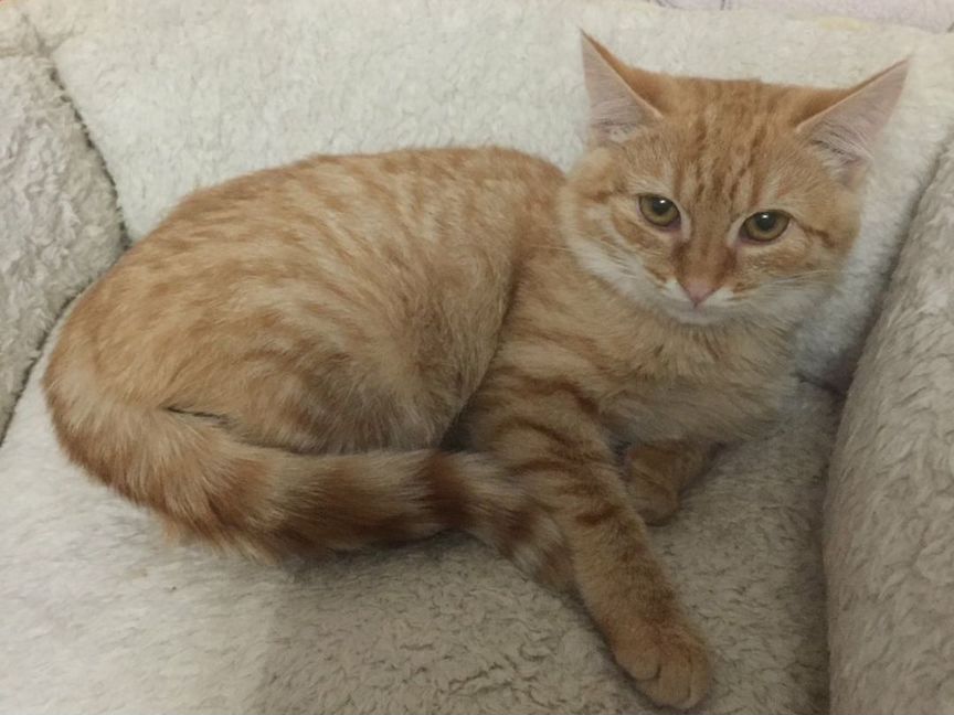 Котенок 4 месяца