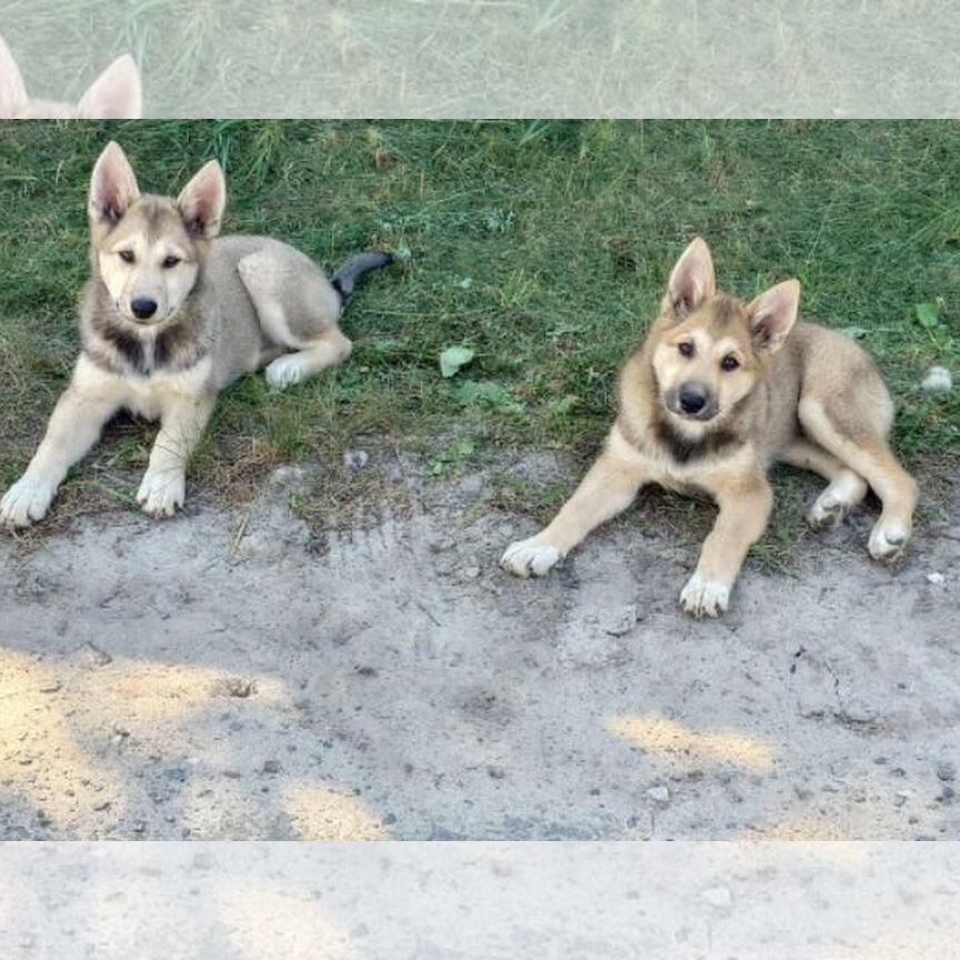 Щенки в беде