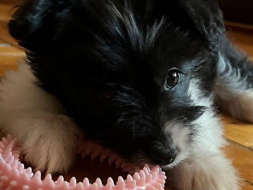 Малышка в добрые руки