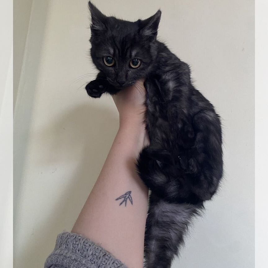 Котёнок в добрые руки